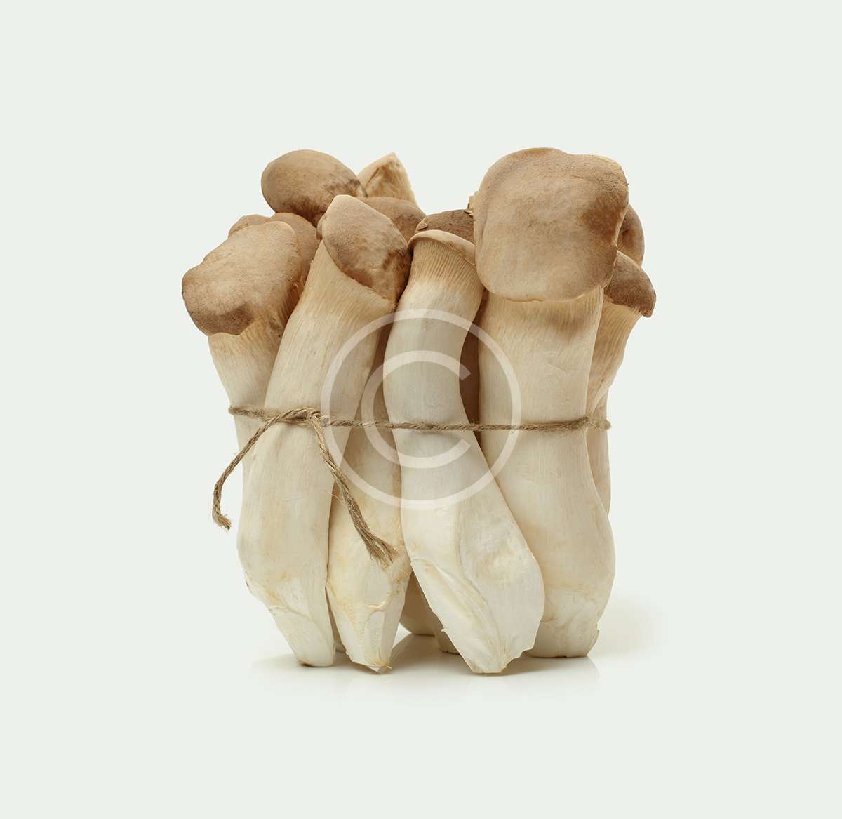 Wild Enoki – Agro Leaf